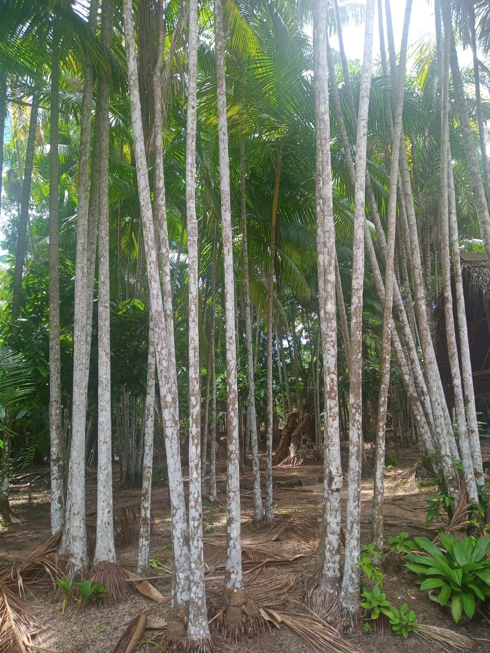 Halamo - Asociacion De Habitantes De La Comunidad Indigena De Laguna ...
